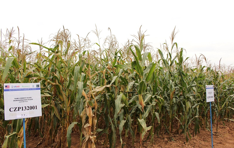 High-yield hybrid maize varieties introduced in Pakistan - Islamabad Scene