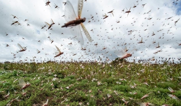 Locust crisis poses Rs600 billion loss to Pakistan, FAO warns ...