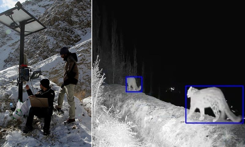 AI cameras transform Human-Wildlife Conflict into Coexistence ...